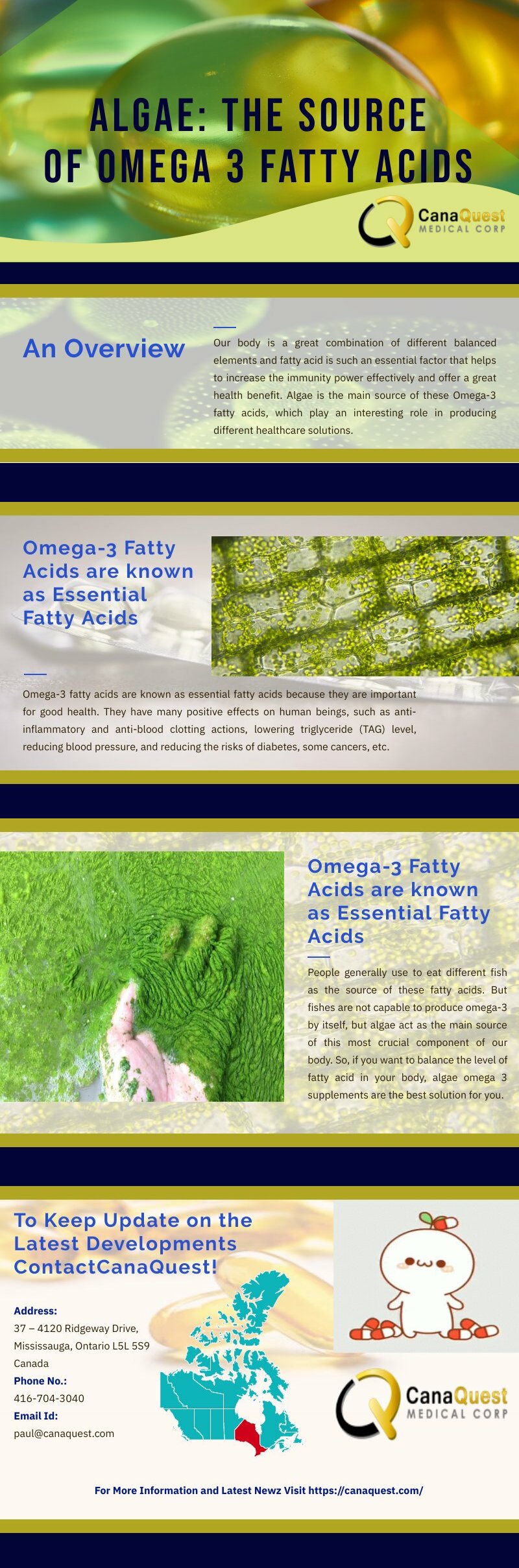 Algae: The Source of Omega 3 Fatty Acids | Piktochart Visual Editor